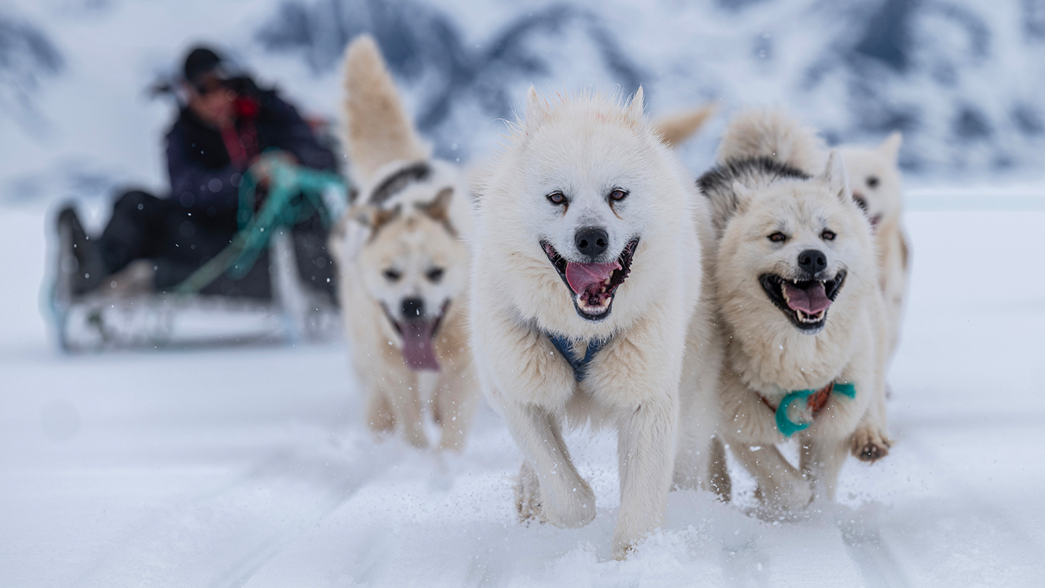 Oldest known dog breed reveals hidden human history | Popular Science