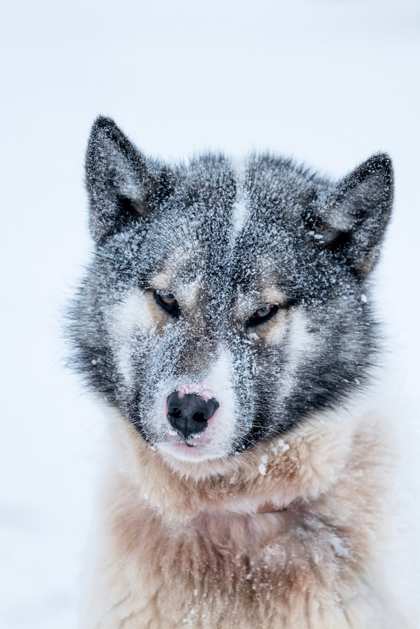 Oldest known dog breed reveals hidden human history | Popular Science