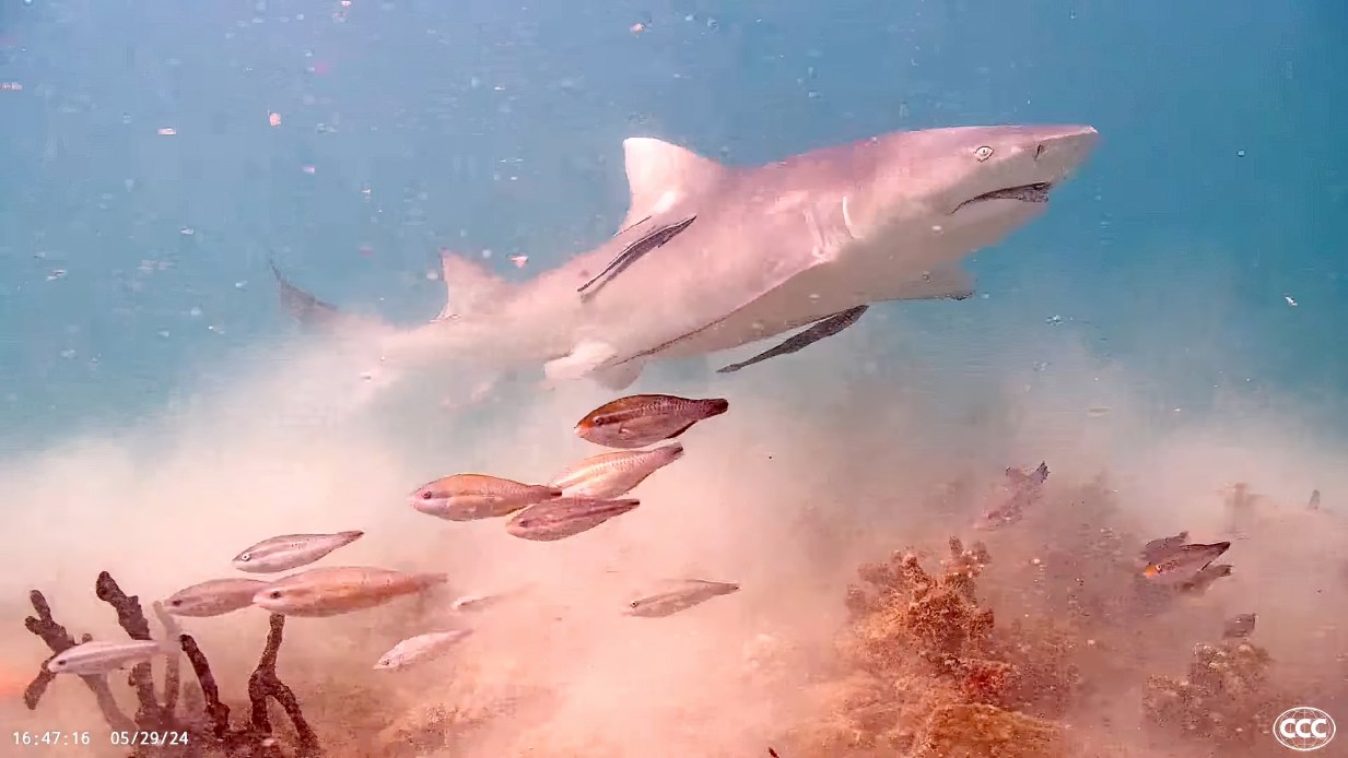 Real Coral Reefs of Miami: A Q&A with the marine biologist behind a ...