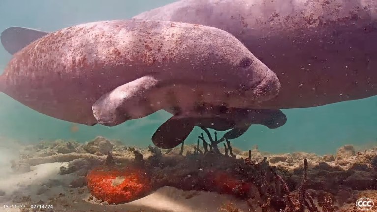 Real Coral Reefs of Miami: A Q&A with the marine biologist behind a ...