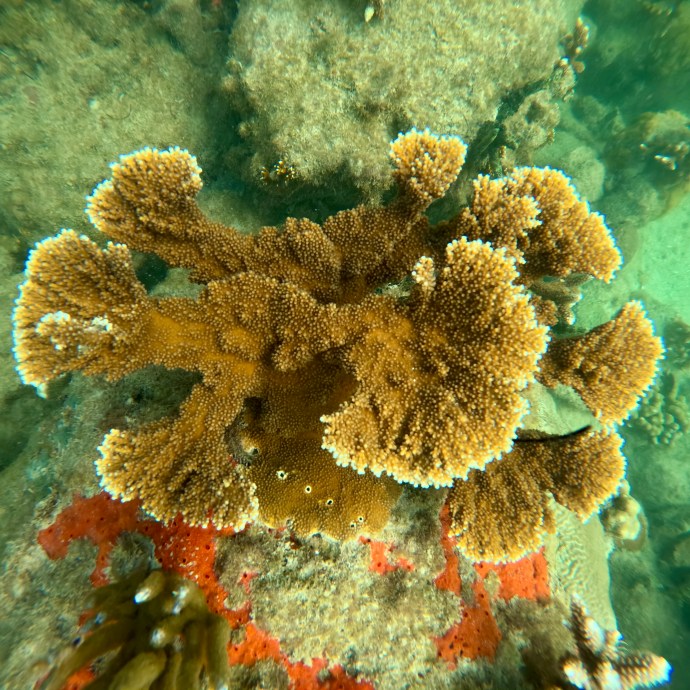 Real Coral Reefs of Miami: A Q&A with the marine biologist behind a ...