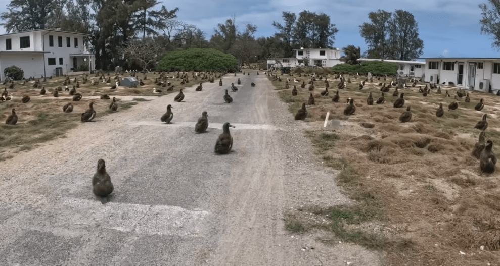 Riding a bike through the world’s largest albatross colony | Popular ...