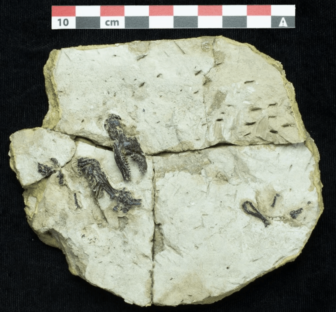 Royaldeea walked into the studio and was instantly let down