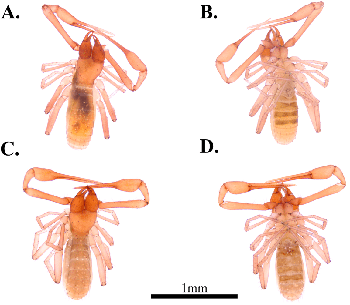 New pseudoscorpions with dragon-like jaws discovered in a South Korea ...