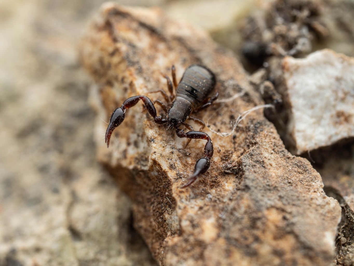 New pseudoscorpions with dragon-like jaws discovered in a South Korea ...