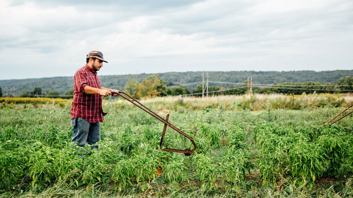 Old-school gardening tools that are still worth using | Popular Science