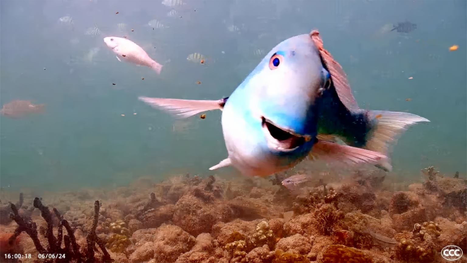 Real Coral Reefs of Miami: A Q&A with the marine biologist behind a ...