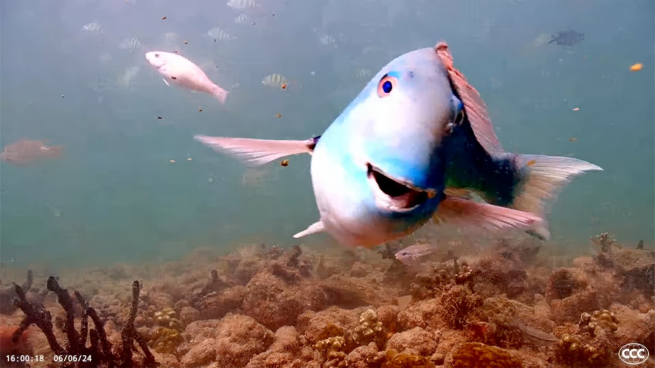 Real Coral Reefs of Miami: A Q&A with the marine biologist behind a ...