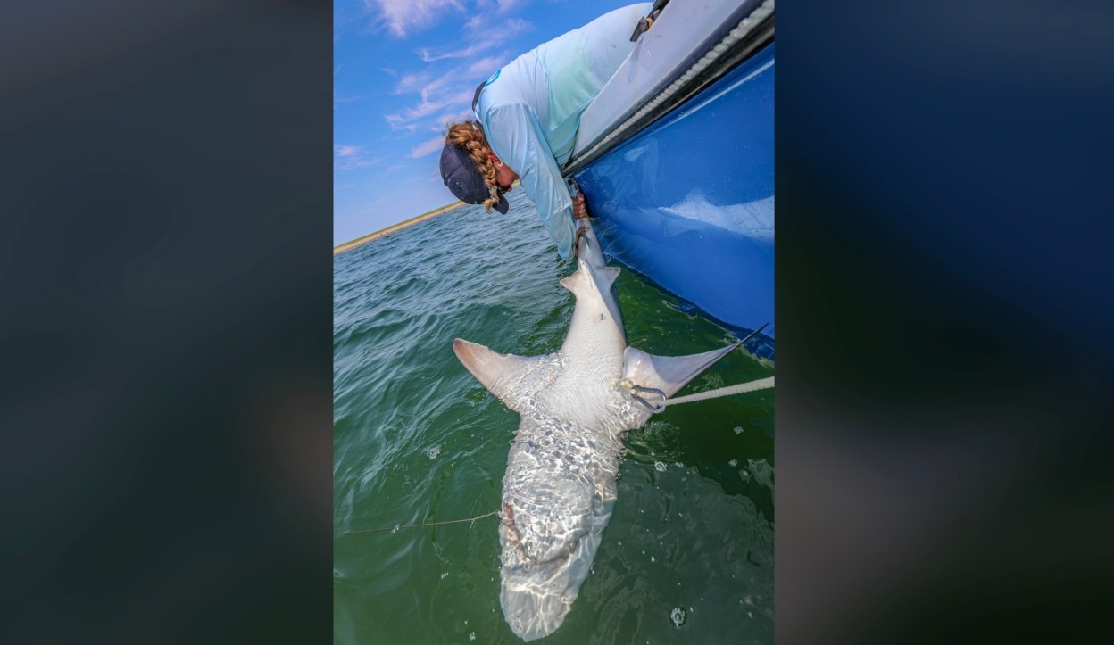 How to operate on a shark in 10 minutes or less | Popular Science