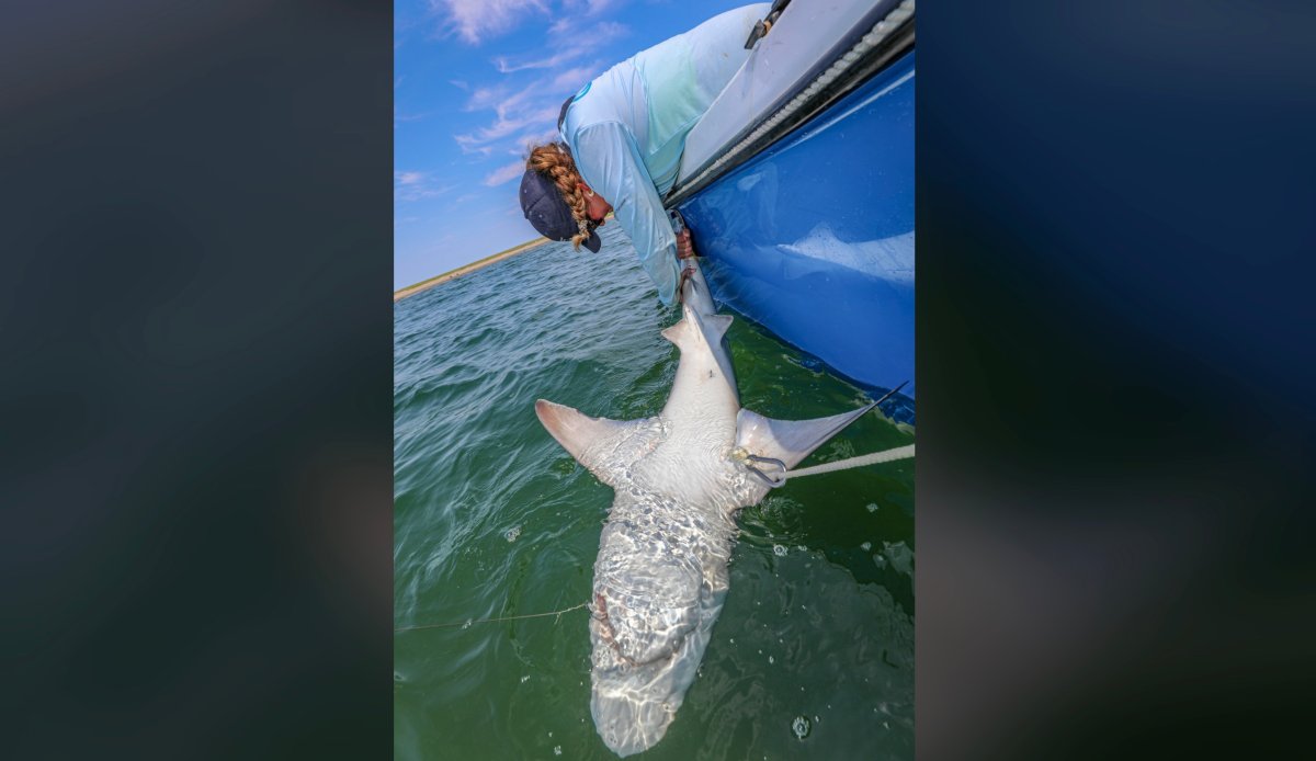 How to operate on a shark in 10 minutes or less | Popular Science