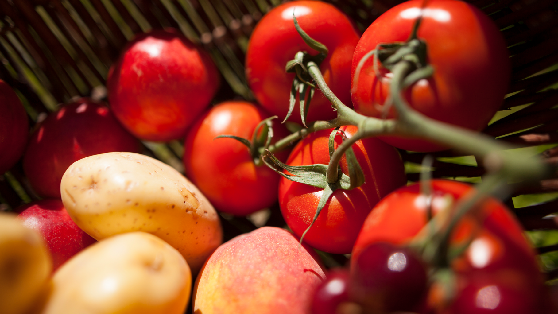 How the tomato created the potato | Popular Science