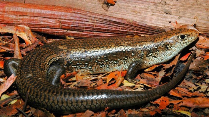 Australian lizard mutated to resist snake venom | Popular Science