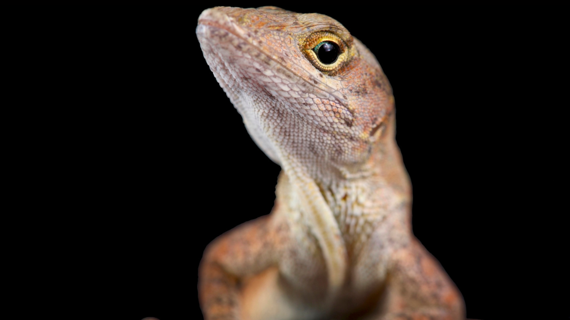 These New Orleans lizards are full of lead | Popular Science