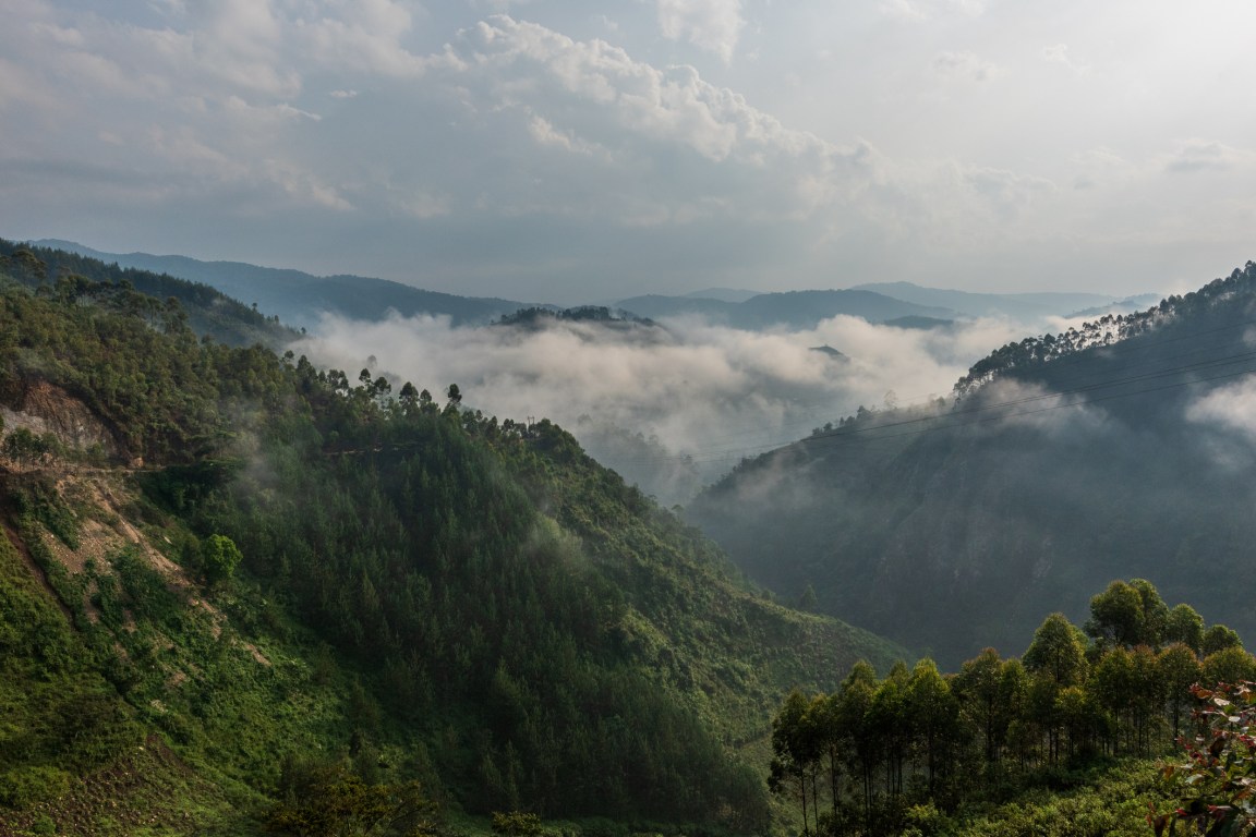 Female mountain gorillas wield a lot of power | Popular Science
