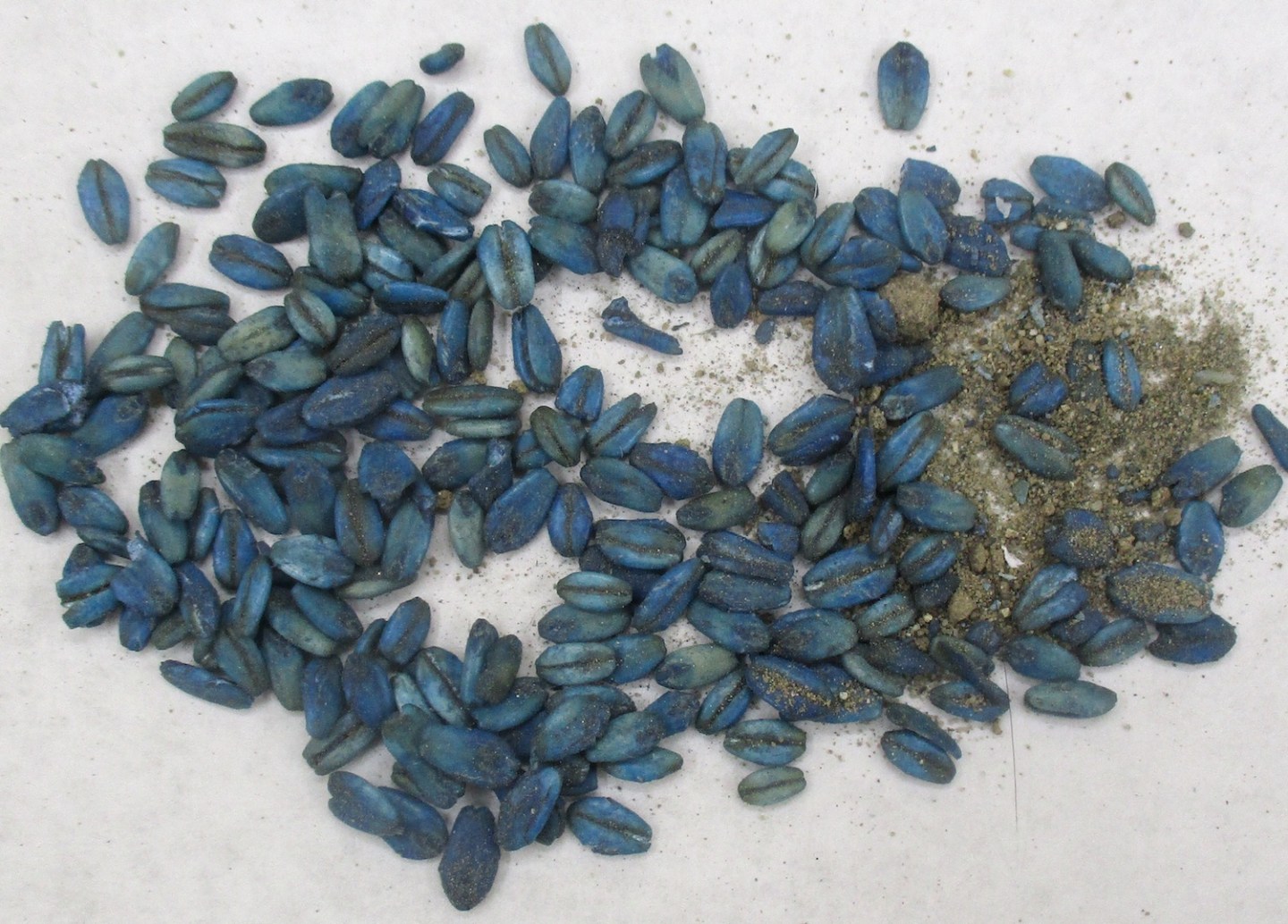 Wild pigs' guts are turning blue in California | Popular Science