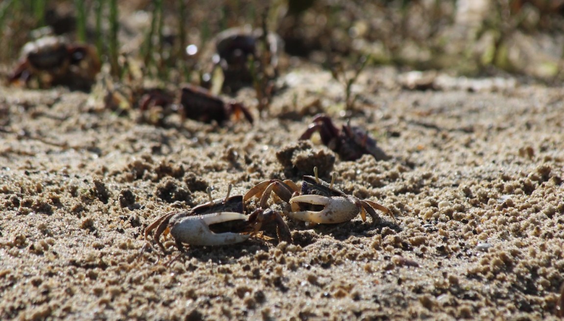 'Wavy Dave' is a beefy-armed robot crab on a mating mission | Popular ...