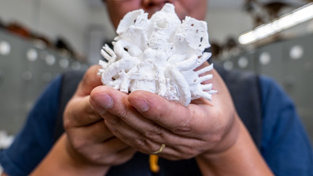 A googly-eyed fish could upend evolutionary history | Popular Science