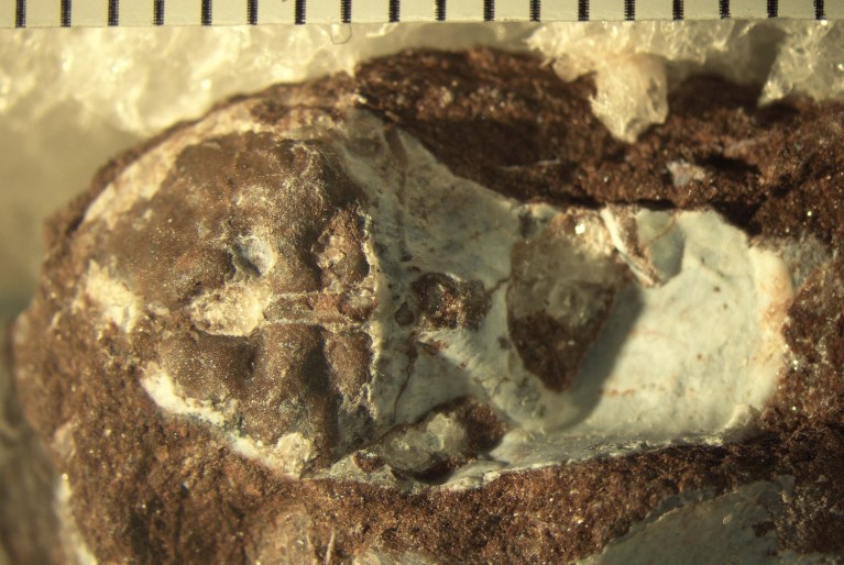 A googly-eyed fish could upend evolutionary history | Popular Science
