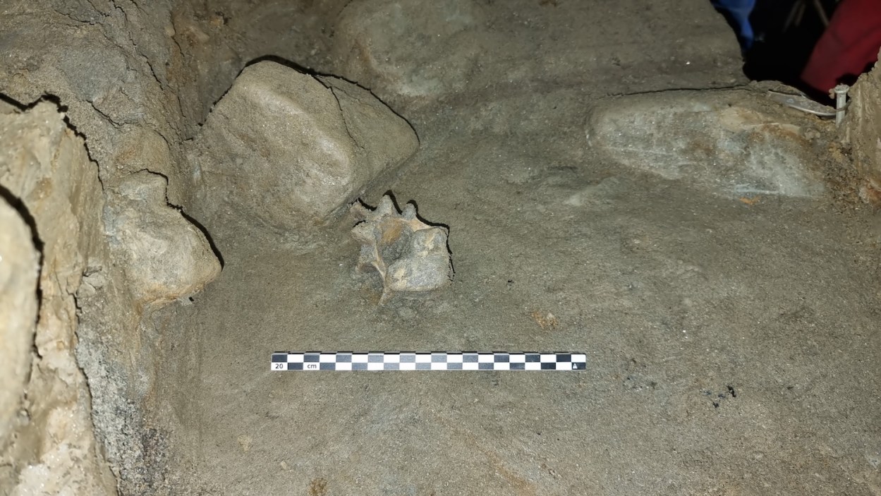 Remote Norwegian cave is an ice age animal jackpot | Popular Science