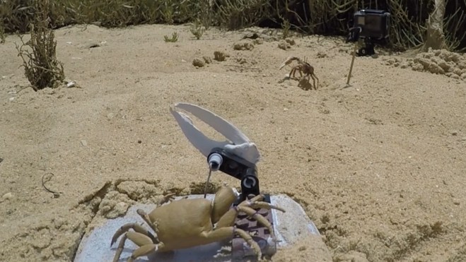 'Wavy Dave' is a beefy-armed robot crab on a mating mission | Popular ...