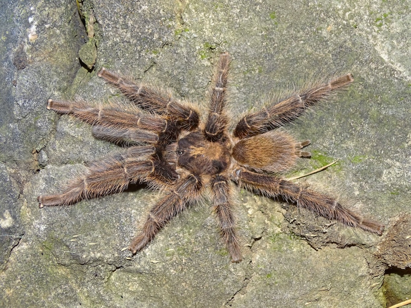 These tarantulas' genitals are so long, it required a new genus ...