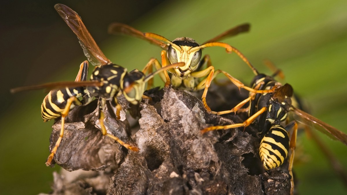 Radioactive wasp nest found at former nuclear weapons site | Popular ...