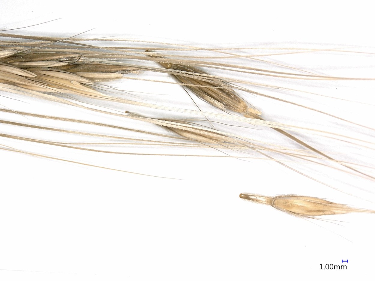 An Uzbekistan cave holds an ancient agricultural secret | Popular Science