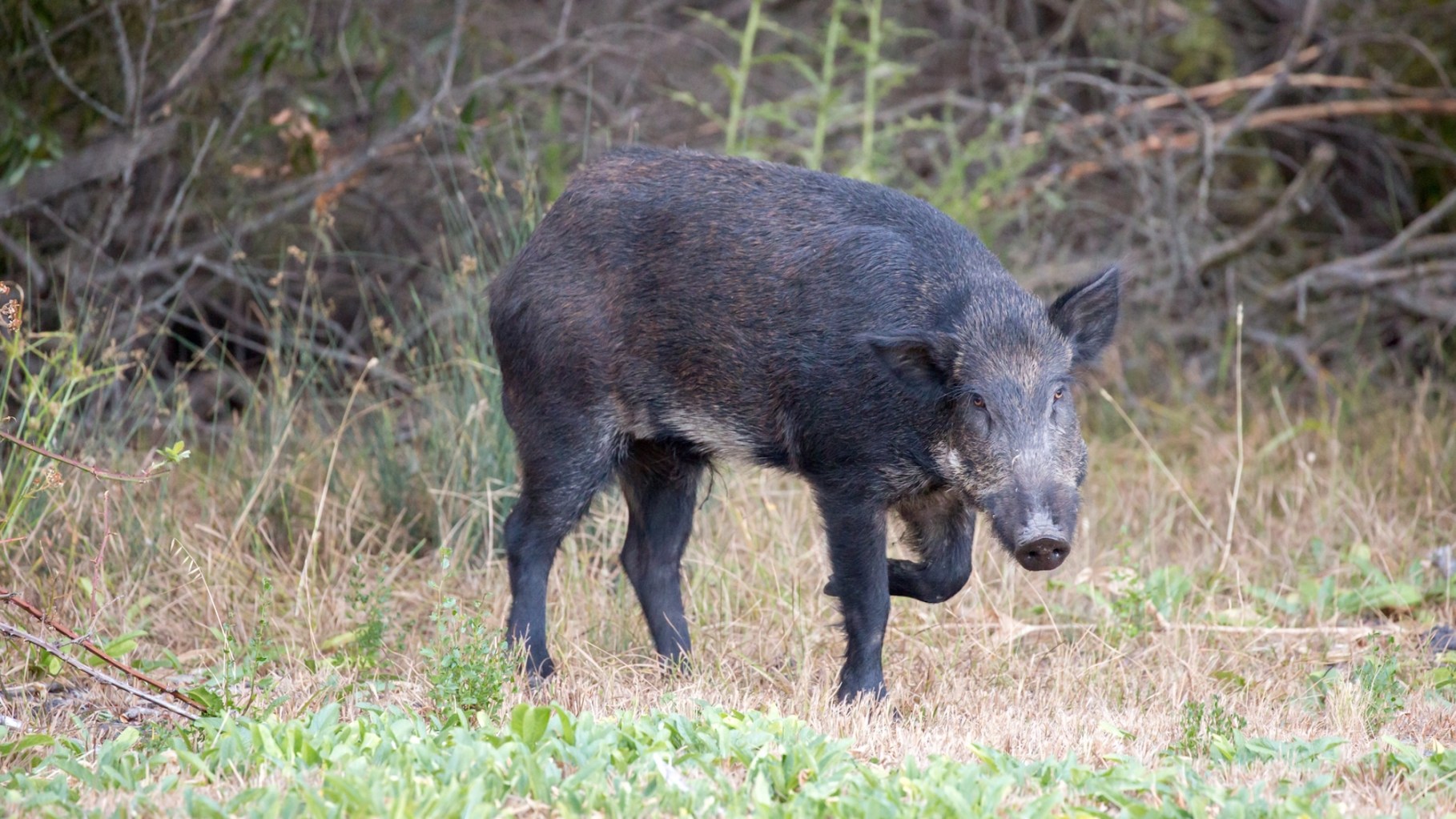 Wild pigs' guts are turning blue in California | Popular Science