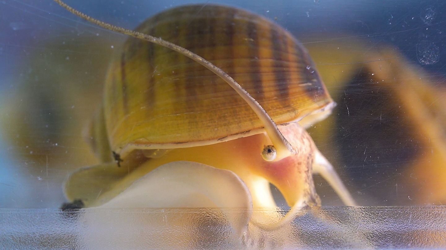 Apple snails can regrow their eyeballs | Popular Science
