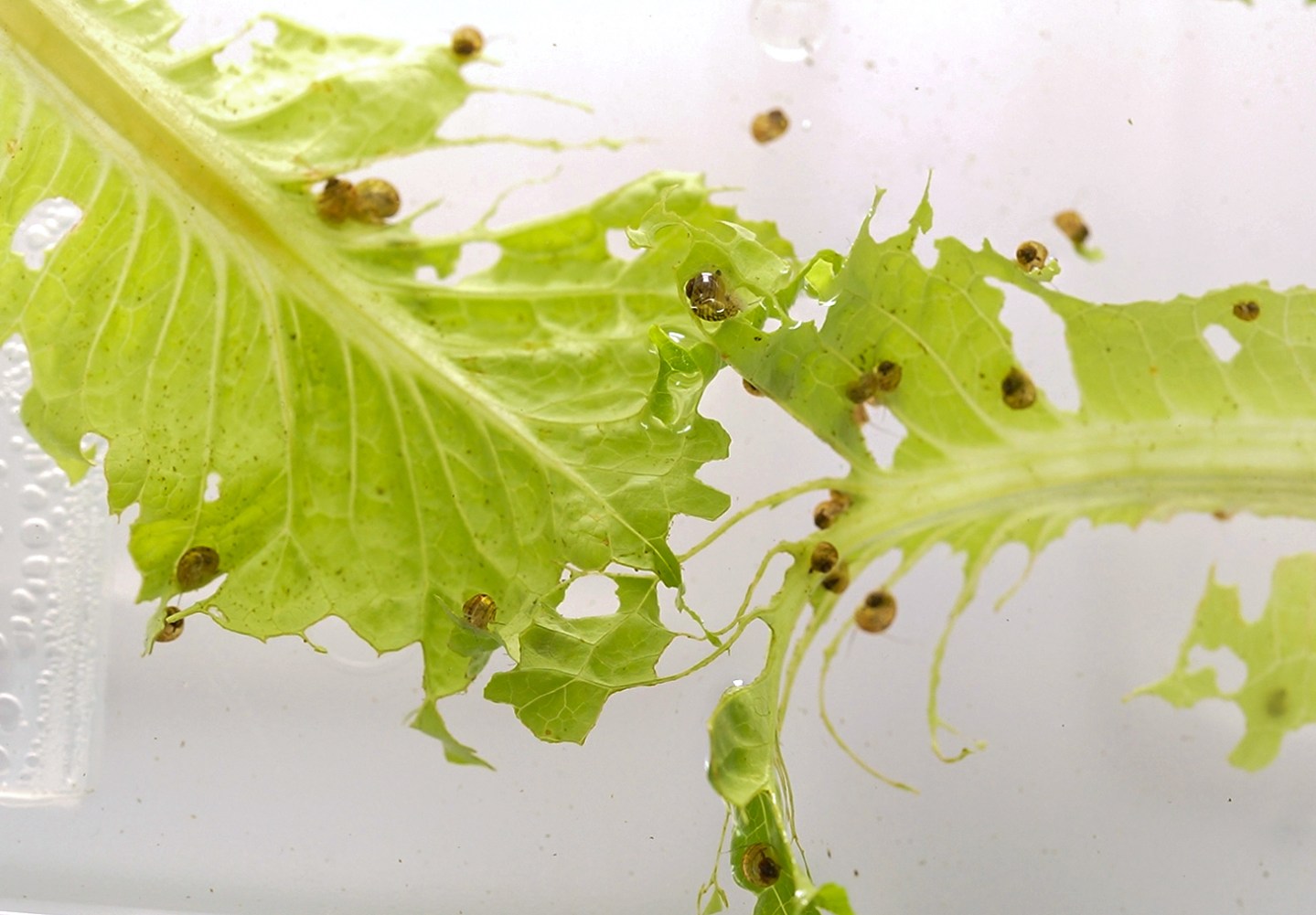 Apple snails can regrow their eyeballs | Popular Science