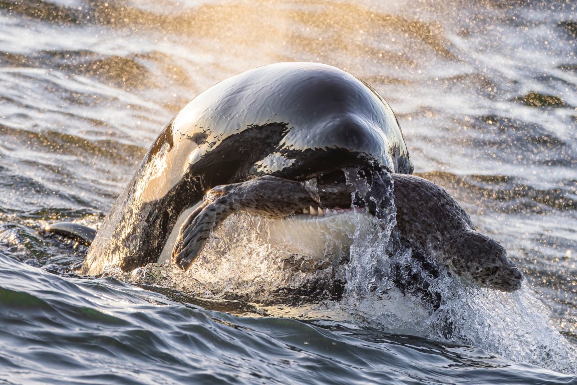 16 breathtaking images from the 2025 Ocean Photographer of the Year ...