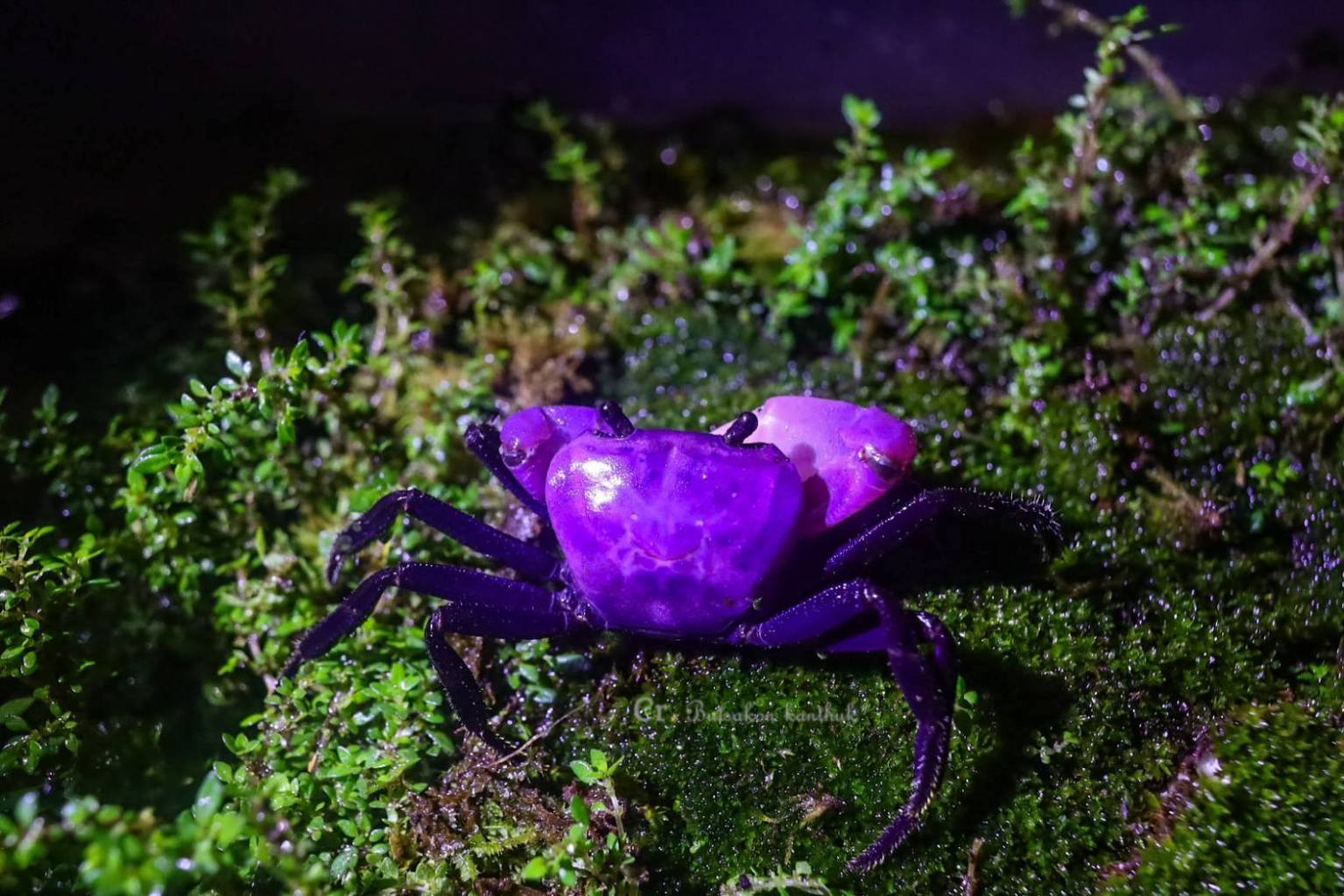 Rare purple crabs spotted in Thailand | Popular Science