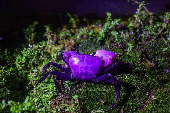 Rare purple crabs spotted in Thailand | Popular Science