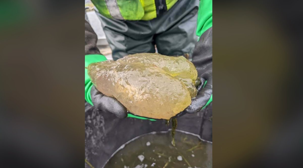'Cursed gummybear' spotted in Lake Huron | Popular Science