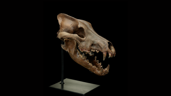 Dire wolf skull could fetch over $30,000 at auction | Popular Science