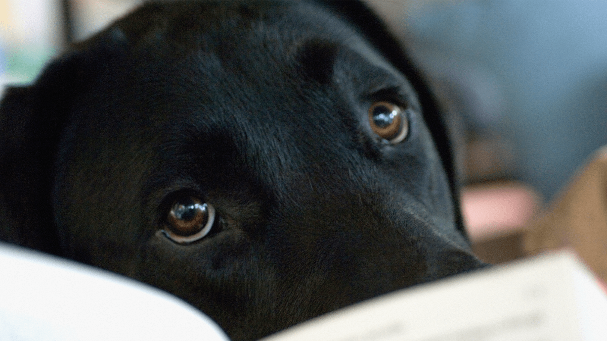 What do you do if your dog ingests cocaine? | Popular Science