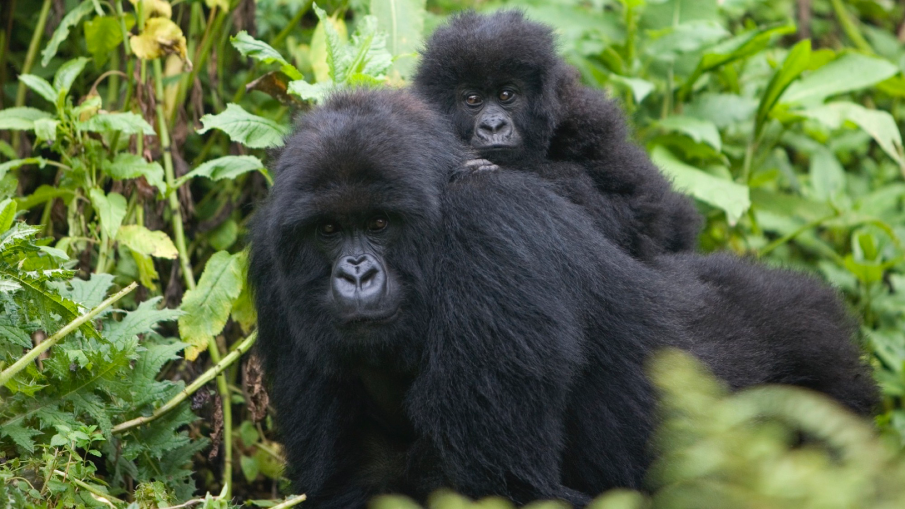 Female mountain gorillas wield a lot of power | Popular Science