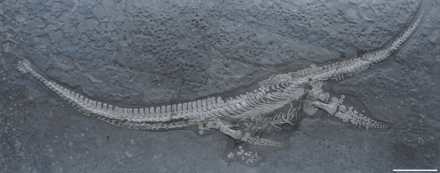 Paleontologists discover ‘unusual’ long-necked plesiosaur in Germany ...