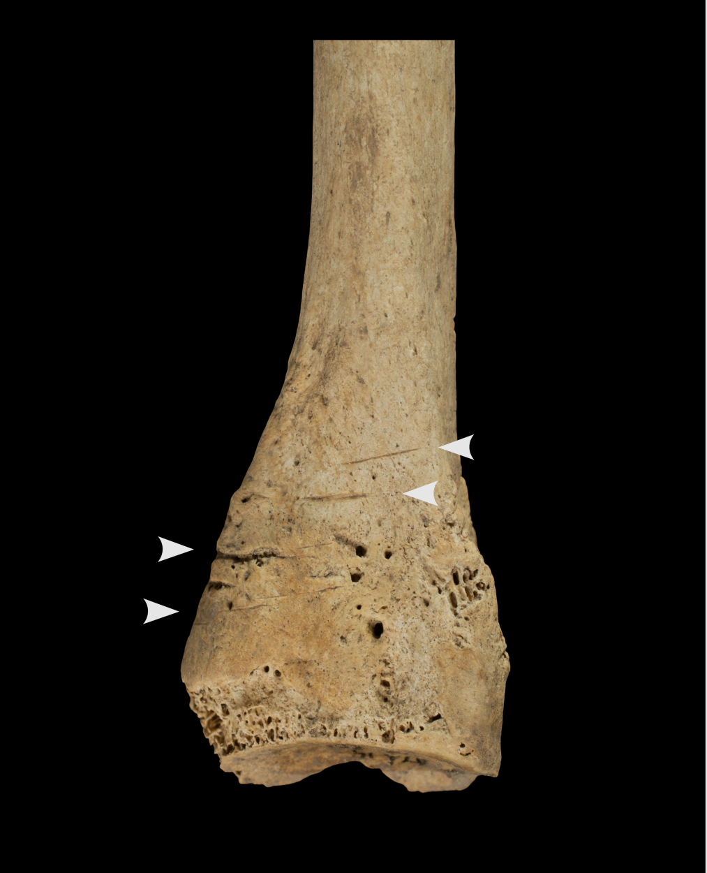 'Wartime cannibalism’ unearthed in prehistoric Spanish cave | Popular ...