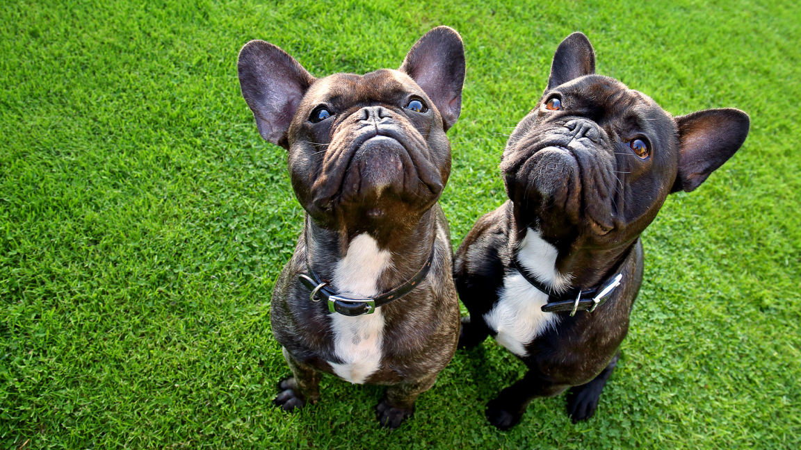 Your Frenchie’s squishy face might shape their personality | Popular ...