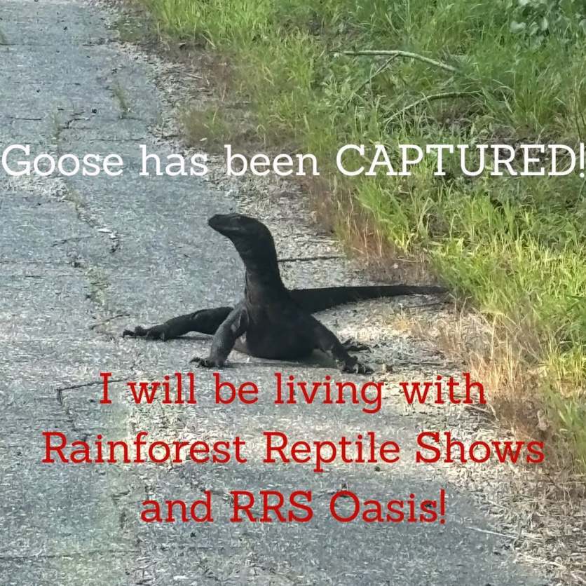 Summer 2025's hottest stars were escaped lizards | Popular Science