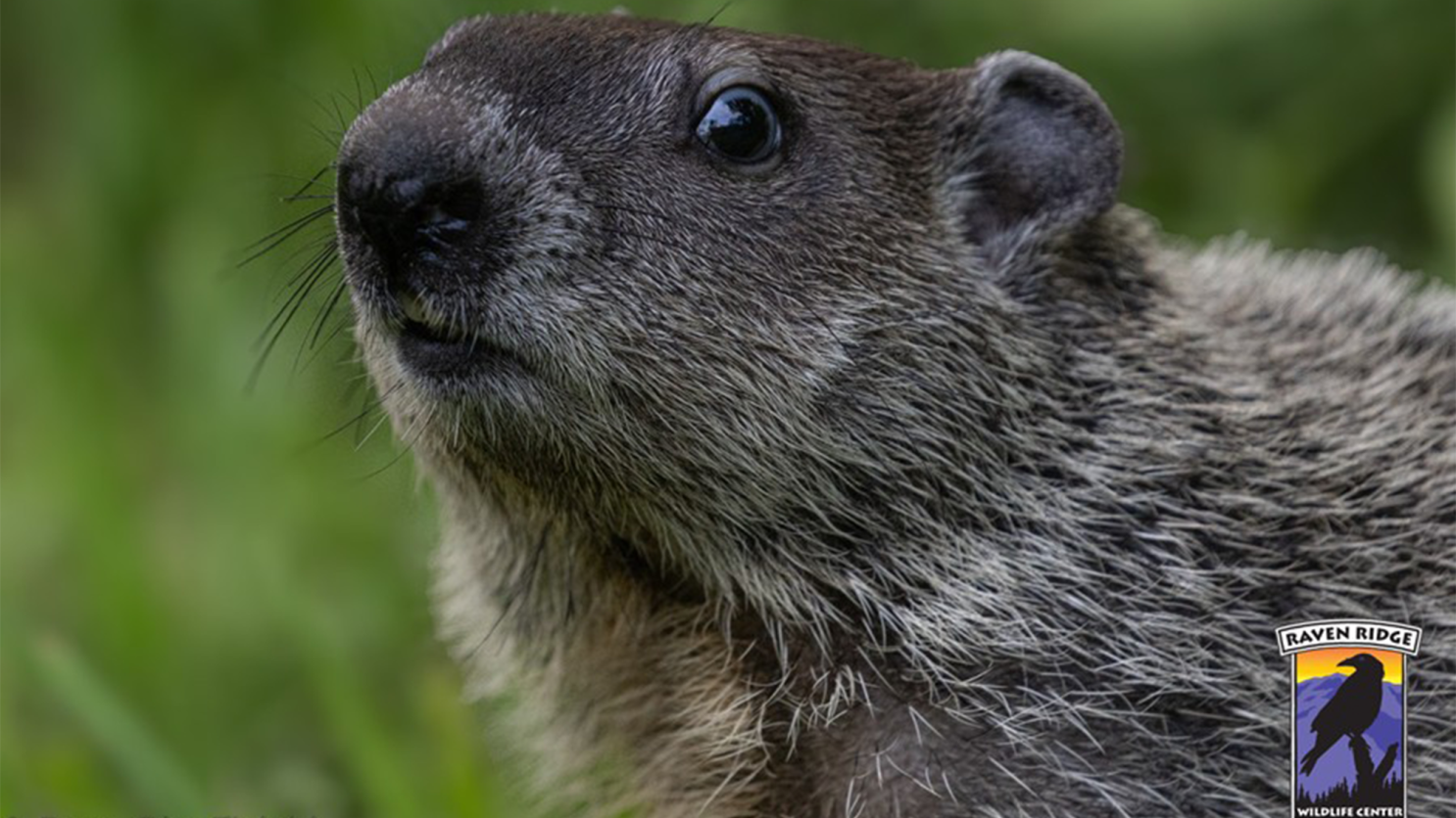 Three orphaned groundhogs released back into the wild | Popular Science