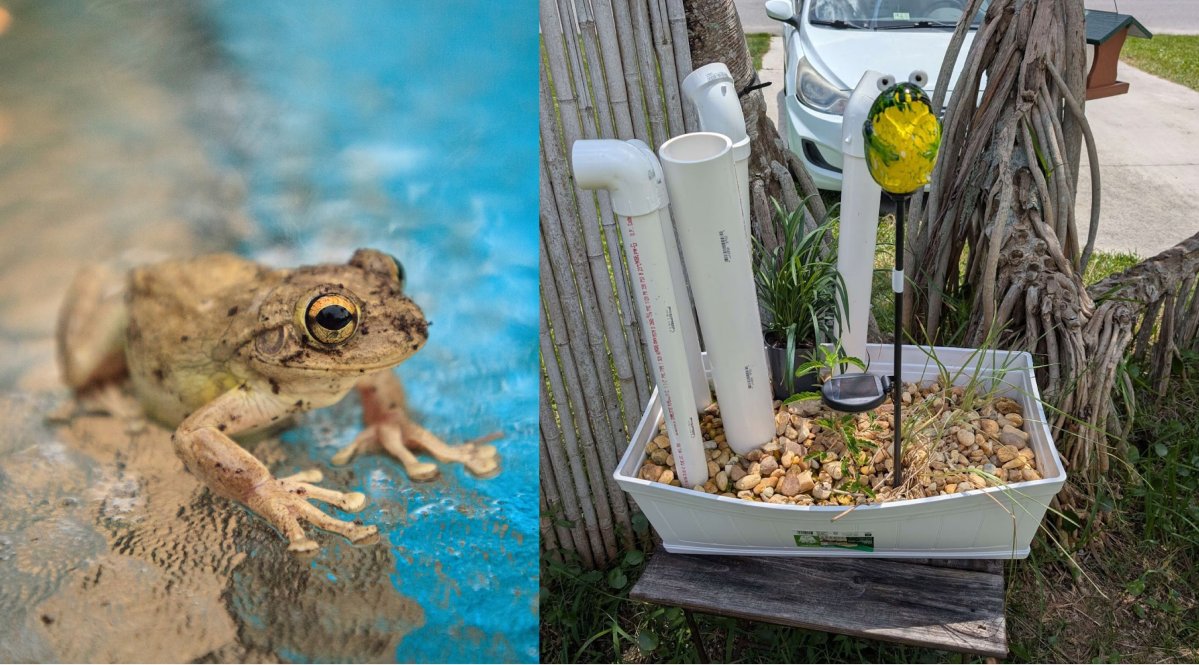 How to build a frog hotel | Popular Science