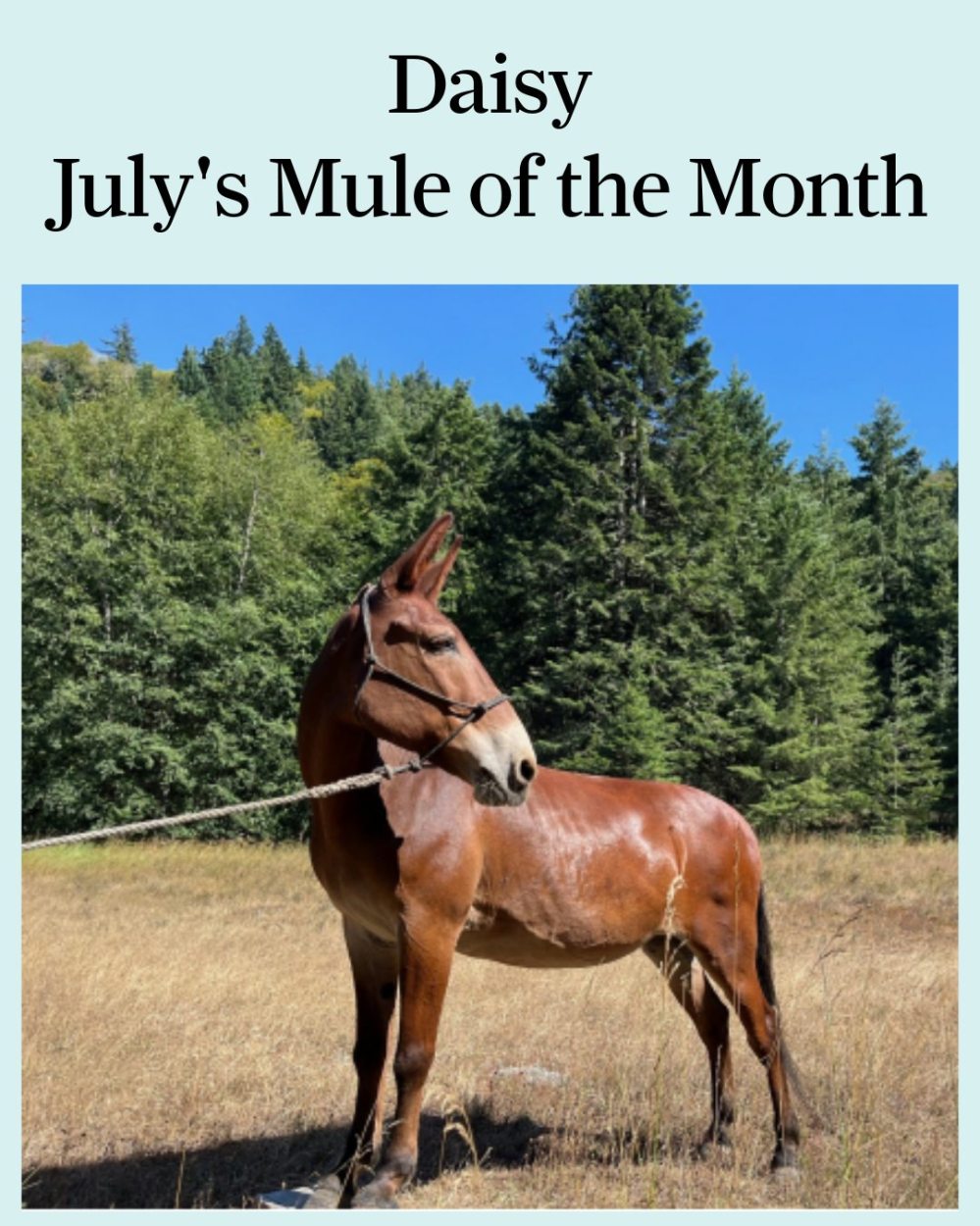 Meet the chonky, hard-working mules of Olympic National Park | Popular ...