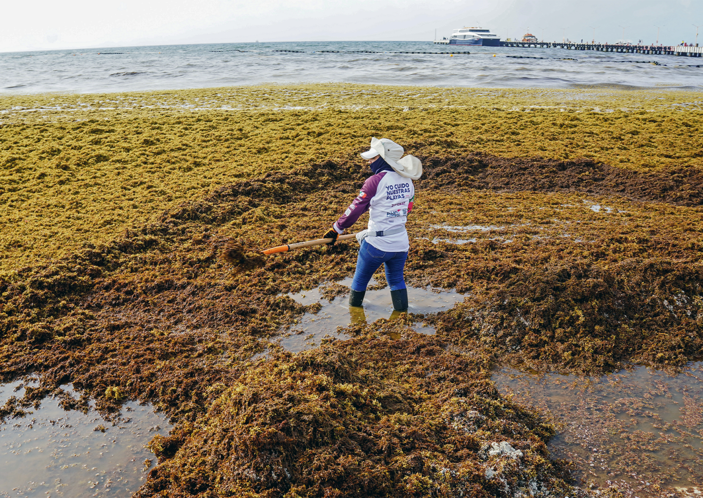7 wild photos. 40 years of data. 1 smelly seaweed story. | Popular Science