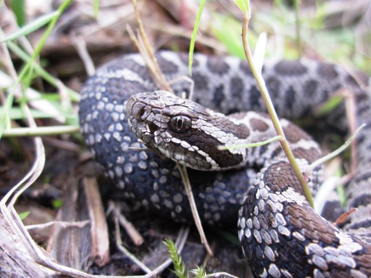 Michigan's only rattlesnake is inbreeding | Popular Science