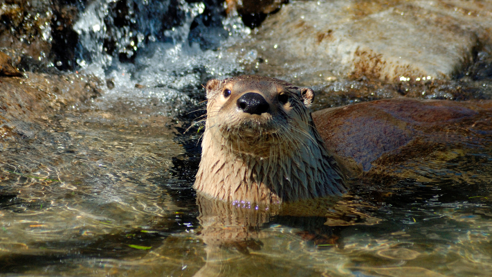 Splash the otter is training for underwater search-and-rescue | Popular ...