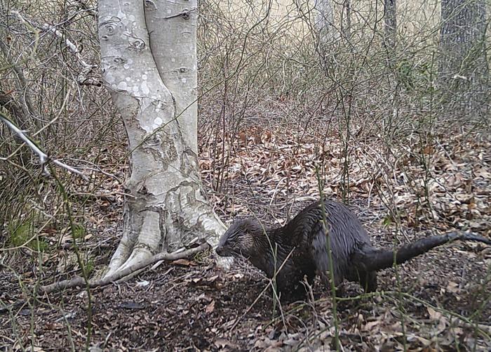 Otter poop reveals they may be ecosystem engineers | Popular Science