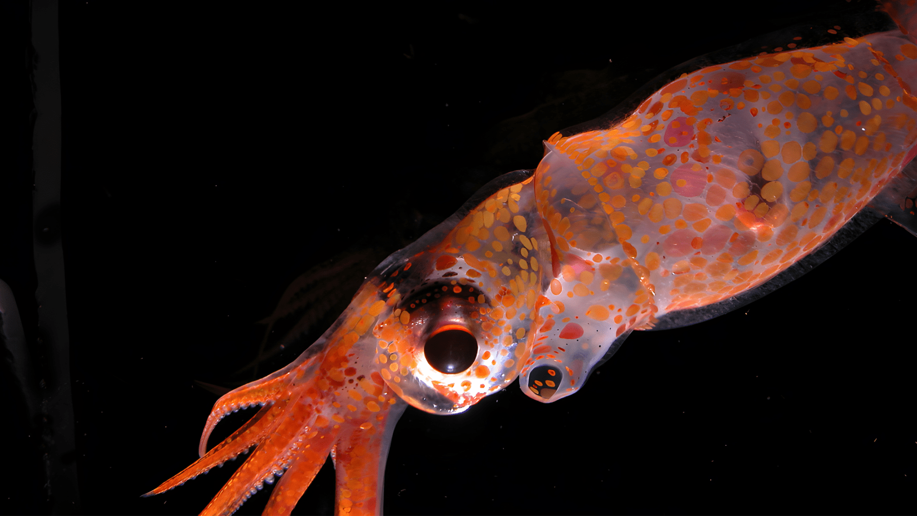 9 other worldly images of 'The Radiant Sea' | Popular Science