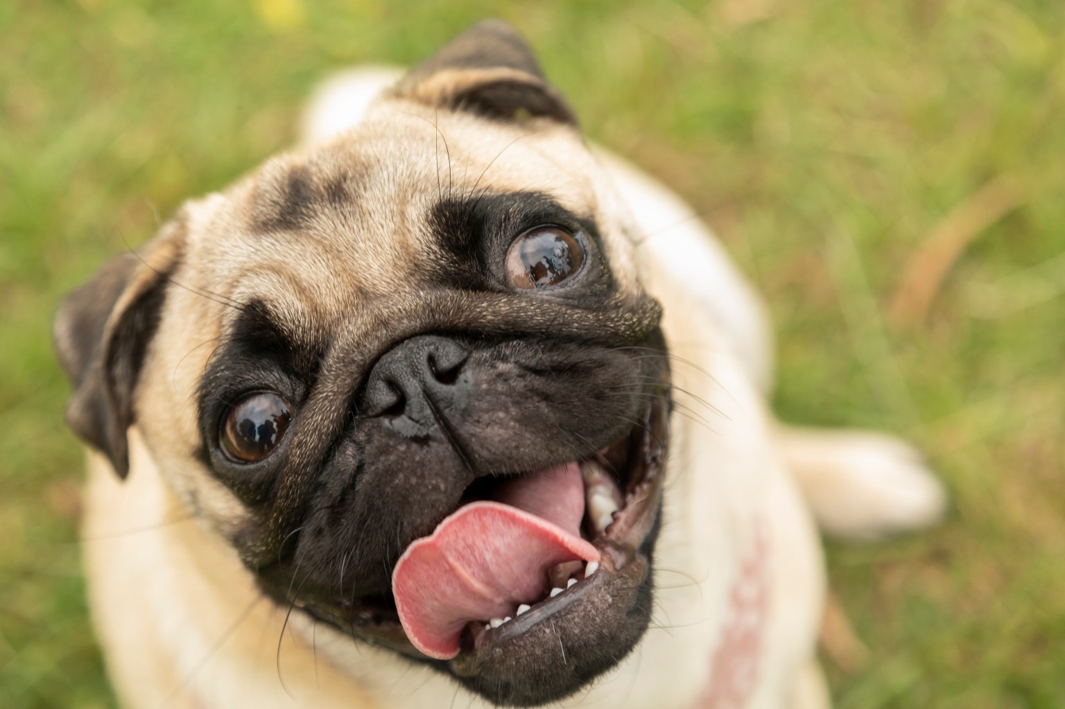 Your Frenchie’s squishy face might shape their personality | Popular ...